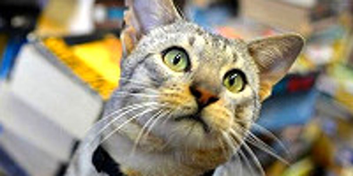 Dodger The Bookstore Cat - Love Meow