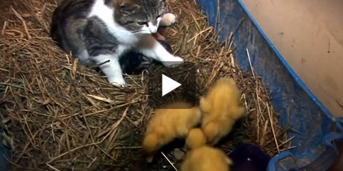 Amazing Cat Feeding Ducklings - Love Meow