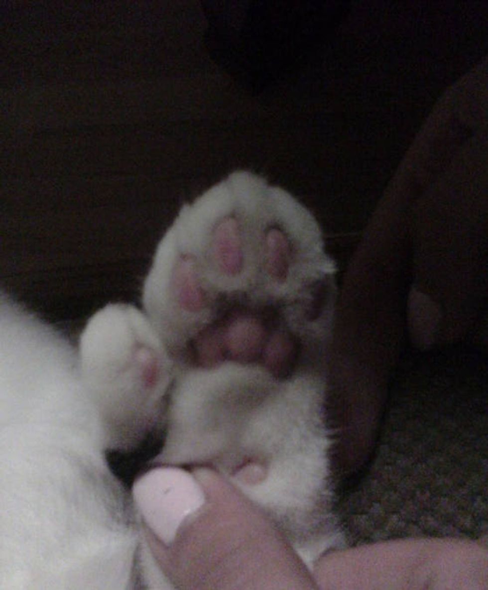 Chuvalo The Hemingway Cat With Opposable Thumbs - Love Meow