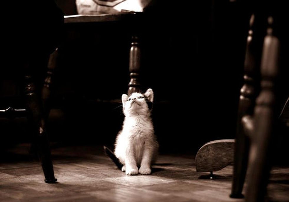 Chuvalo The Hemingway Cat With Opposable Thumbs - Love Meow