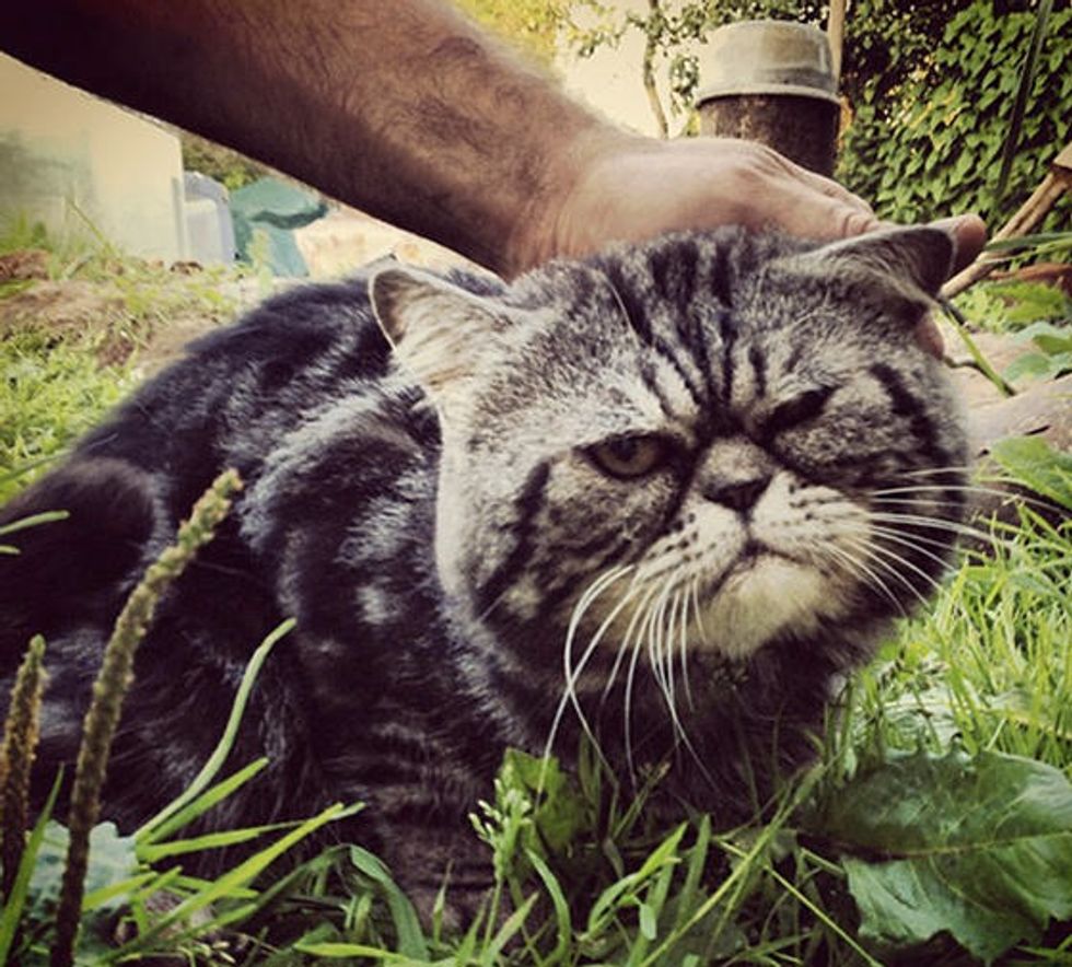 Pupsik The Cat With A Grumpy Face - Love Meow