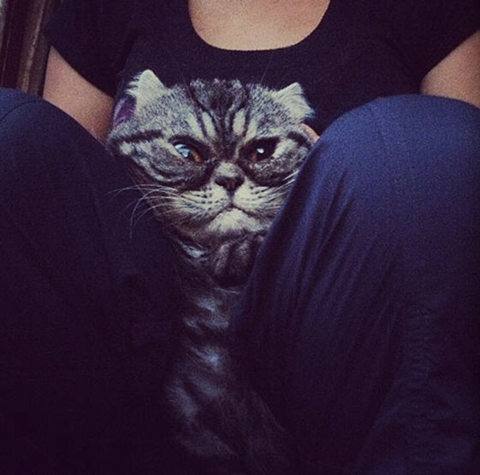 Pupsik The Cat With A Grumpy Face - Love Meow