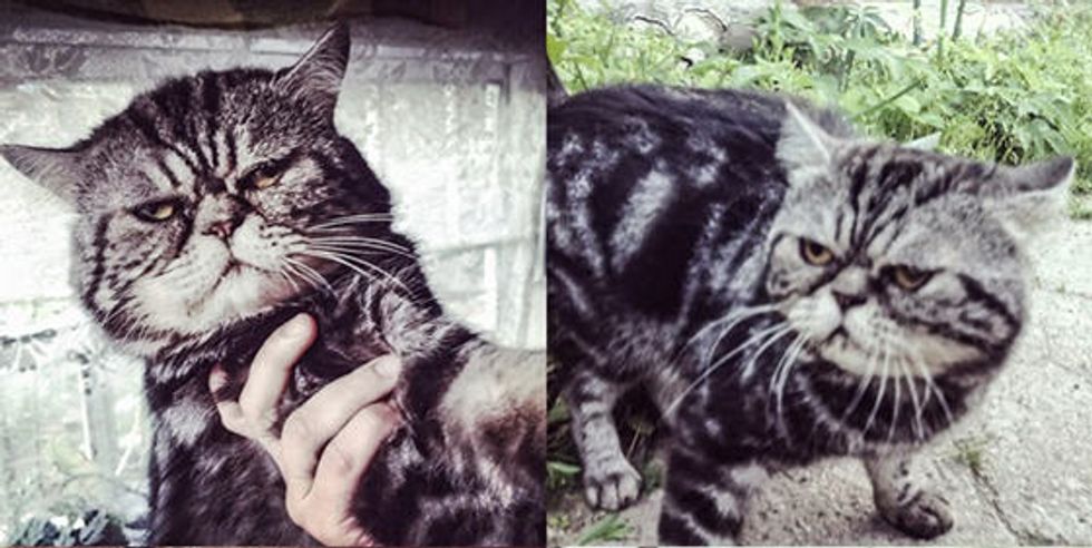 Pupsik The Cat With A Grumpy Face - Love Meow