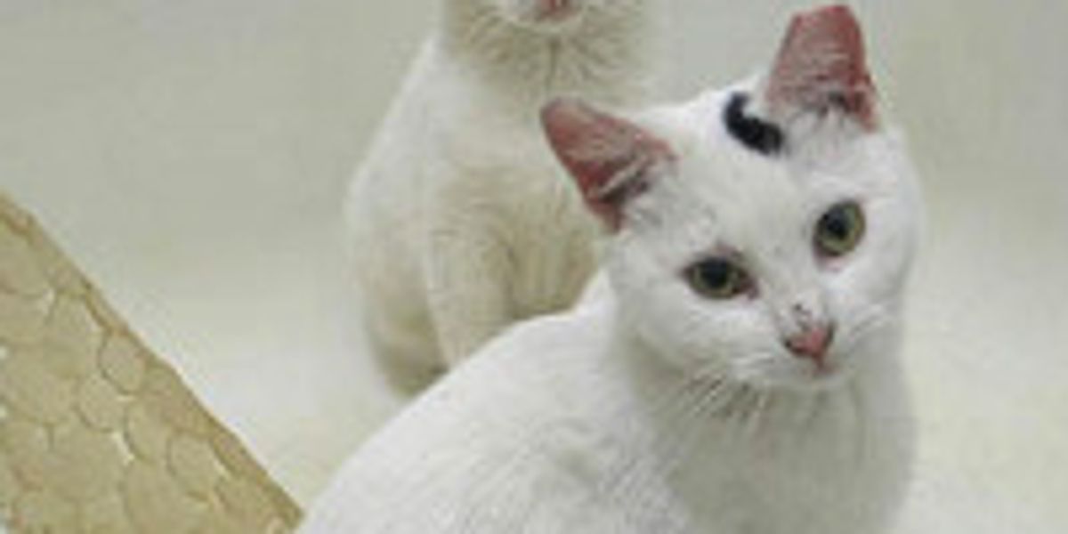 Brother Cats With Punctuation Marks On Their Heads - Love Meow