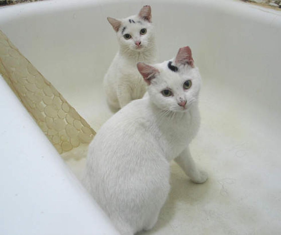 Brother Cats With Punctuation Marks On Their Heads - Love Meow