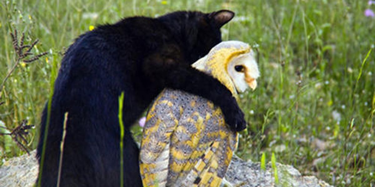 Cat and Owl - Best Friends - Love Meow