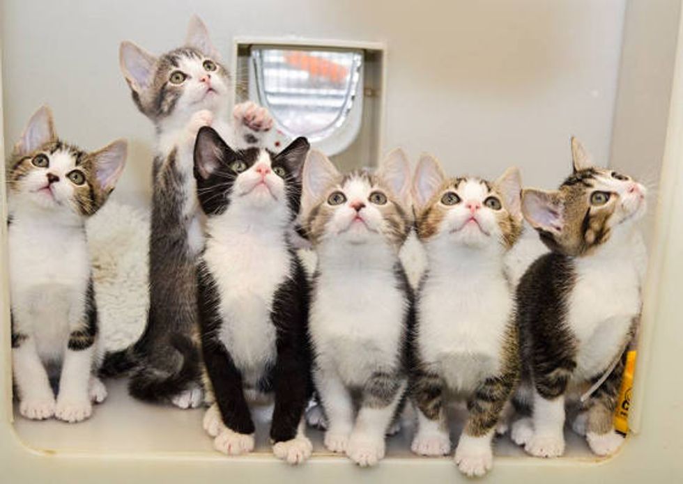 Kittens Born In Prison: Then & Now - Love Meow