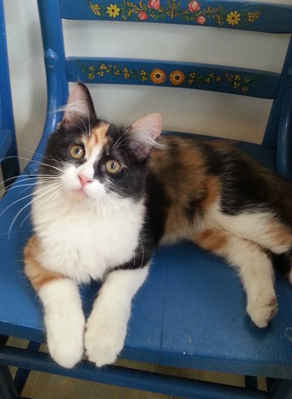 Calico Kitten from the Moment Of Her Rescue to Now - Love Meow