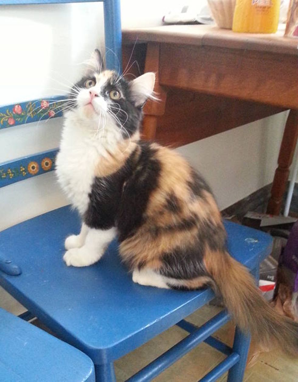 Calico Kitten from the Moment Of Her Rescue to Now - Love Meow