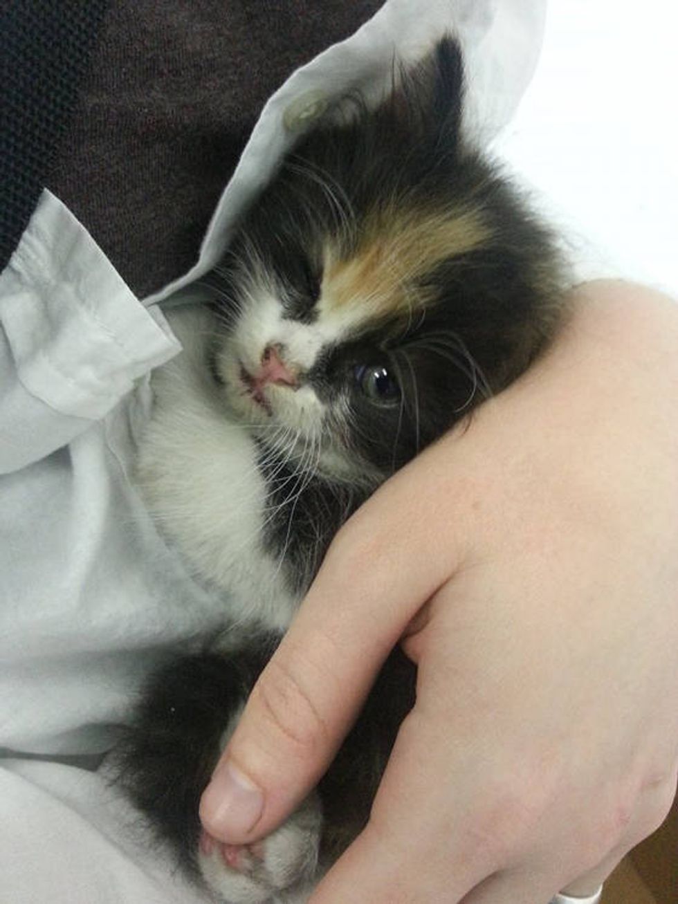 Calico Kitten from the Moment Of Her Rescue to Now - Love Meow