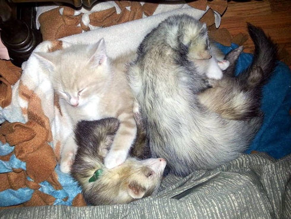 Kitten Loves His Ferrets - Love Meow
