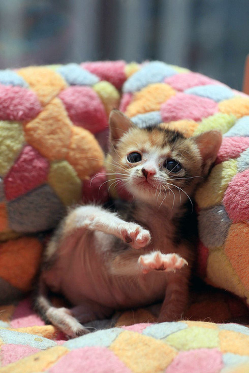 Little Calico Foster Baby - Love Meow
