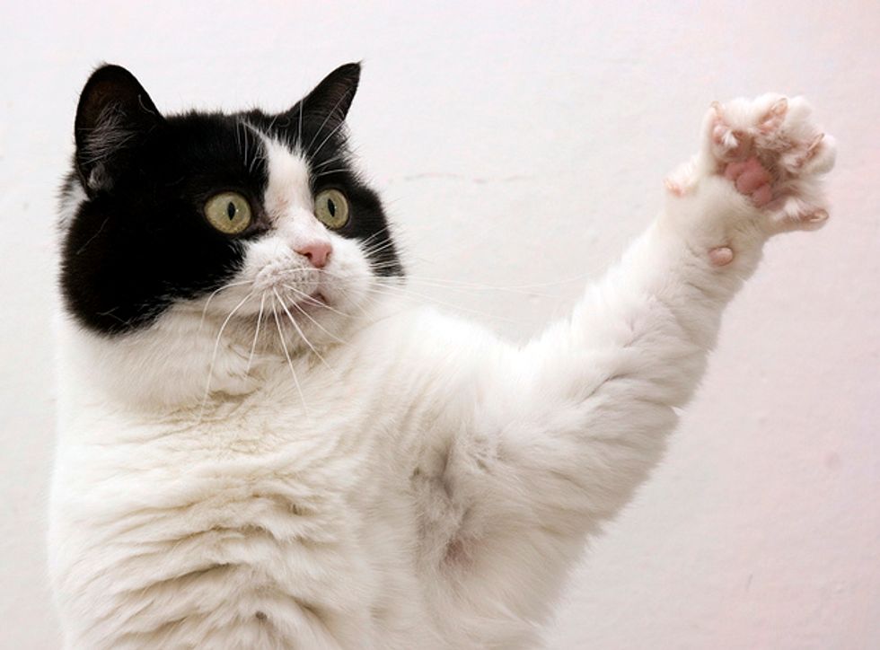 Goofy Round Tux Muky Muky - Love Meow