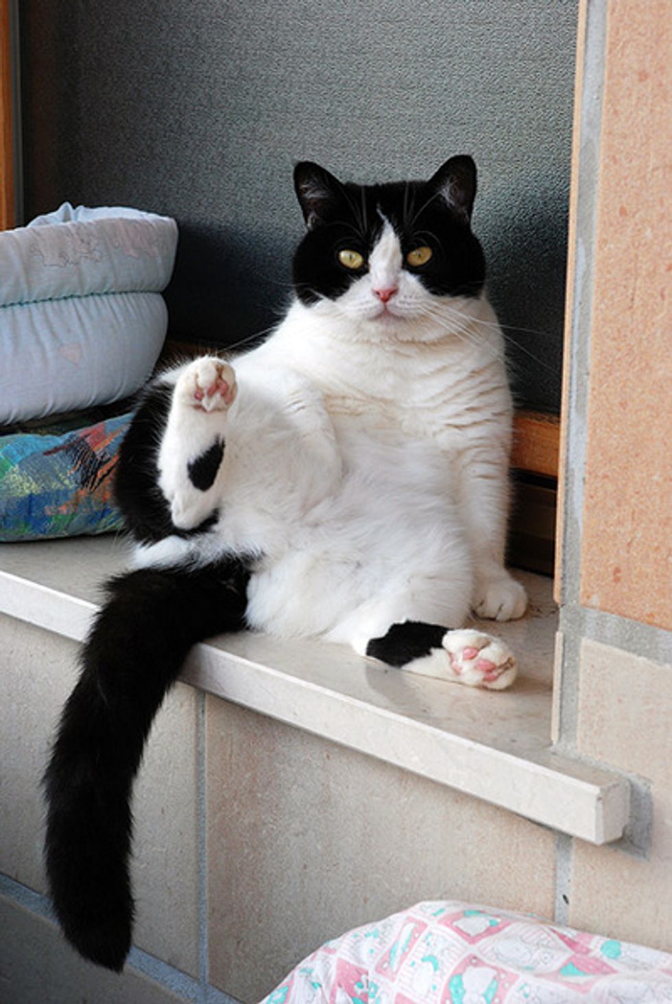 Goofy Round Tux Muky Muky - Love Meow