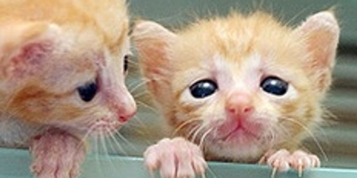 The Three Little Ginger Musketeers - Love Meow