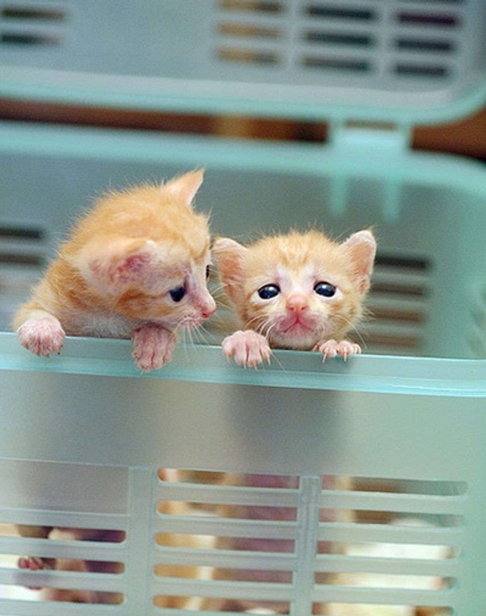 The Three Little Ginger Musketeers - Love Meow