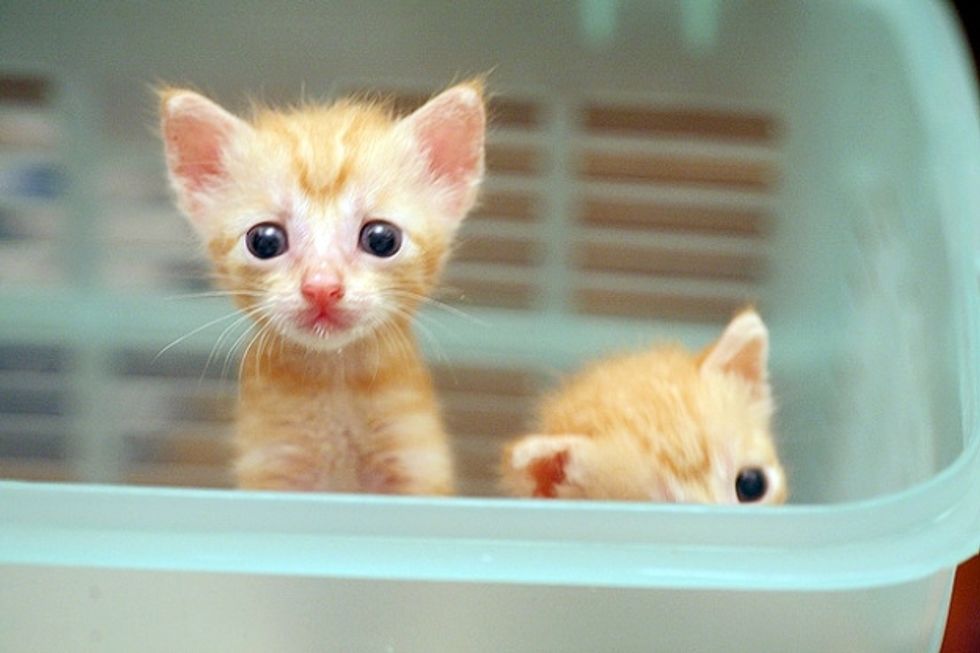 The Three Little Ginger Musketeers - Love Meow