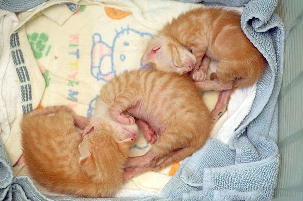 The Three Little Ginger Musketeers - Love Meow
