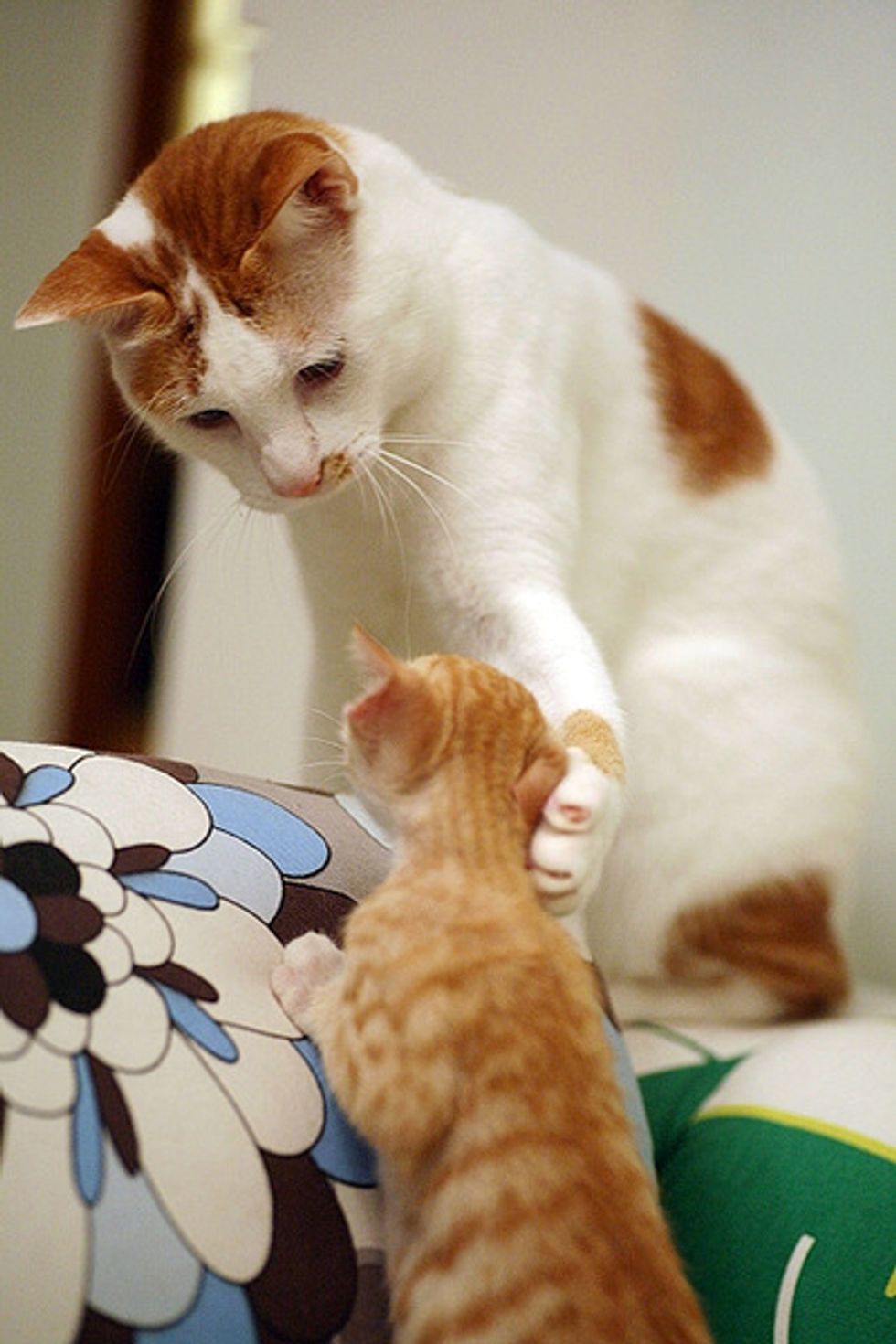 The Three Little Ginger Musketeers - Love Meow