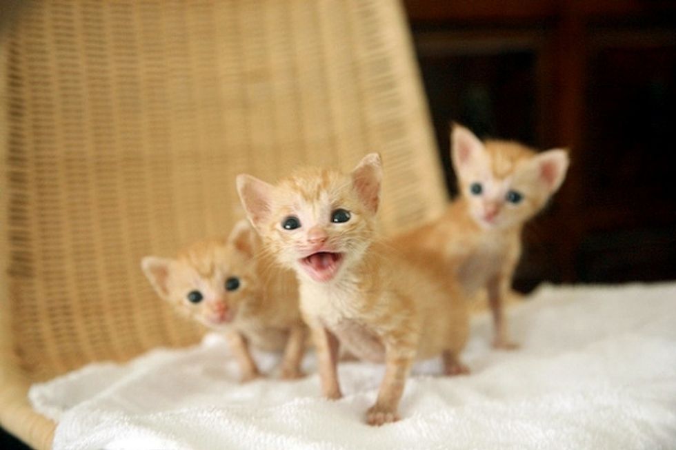 The Three Little Ginger Musketeers - Love Meow