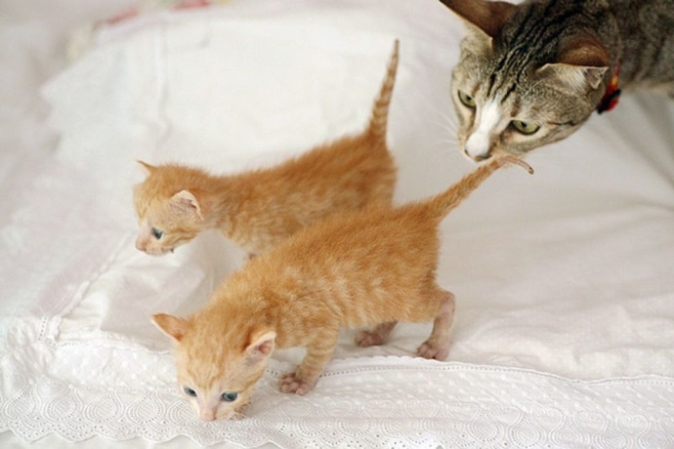 The Three Little Ginger Musketeers - Love Meow