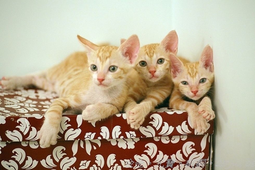 The Three Little Ginger Musketeers - Love Meow