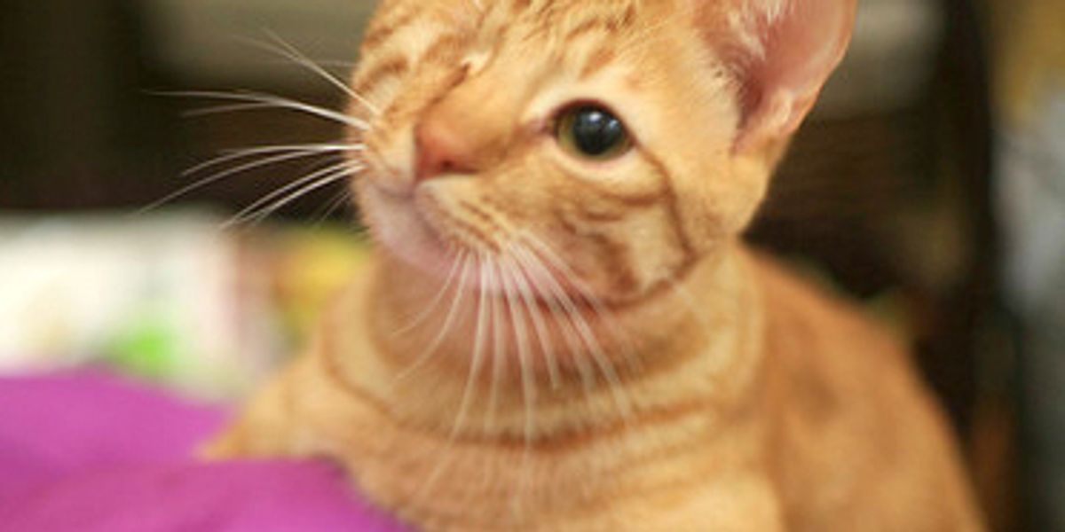 The One Eye Wonder Ginger Cat - Love Meow
