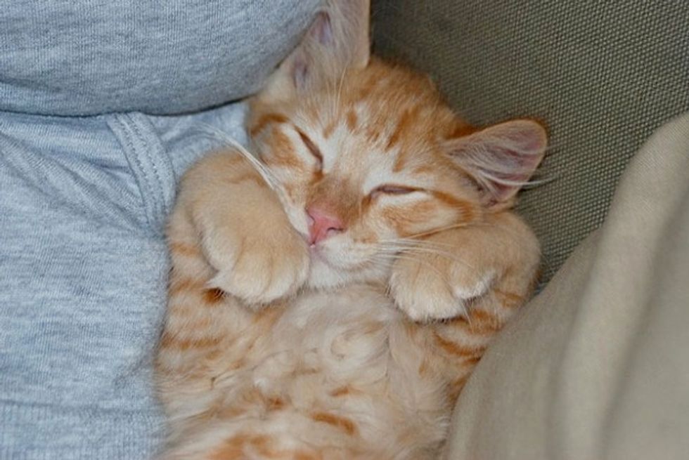 Peek-A-Boo Kitty Dante - Love Meow