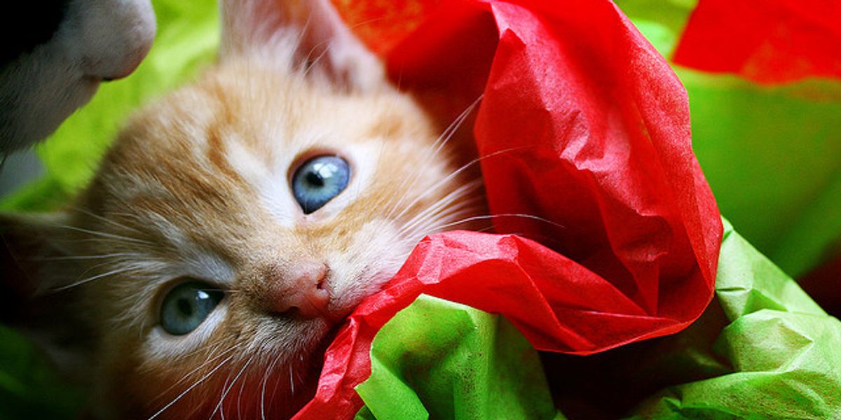 Nimbus the Kitty: from Kitten to Cat - Love Meow