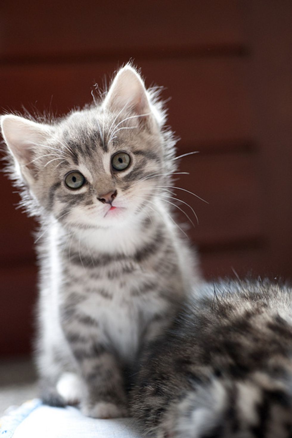 Two Little Fuzzballs, Two Different Purrsonalities - Love Meow