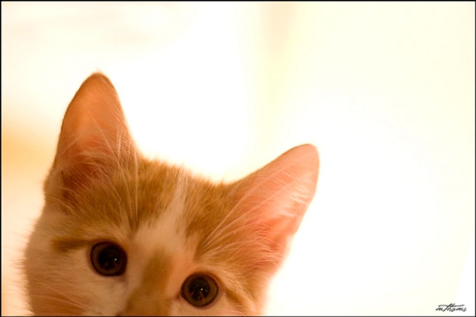 Dexter the Energetic Kitten and His Brother - Love Meow