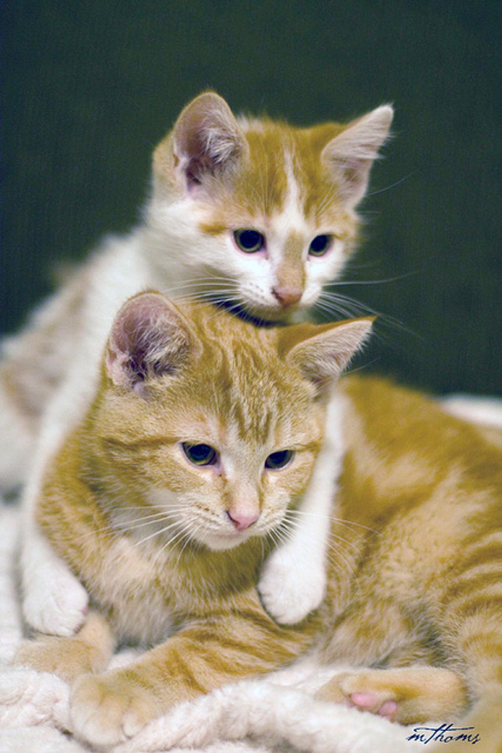 Dexter the Energetic Kitten and His Brother - Love Meow