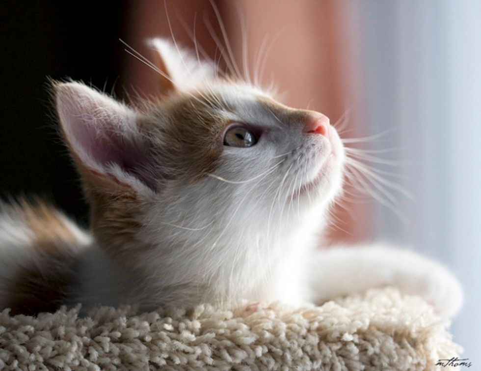 Dexter the Energetic Kitten and His Brother - Love Meow