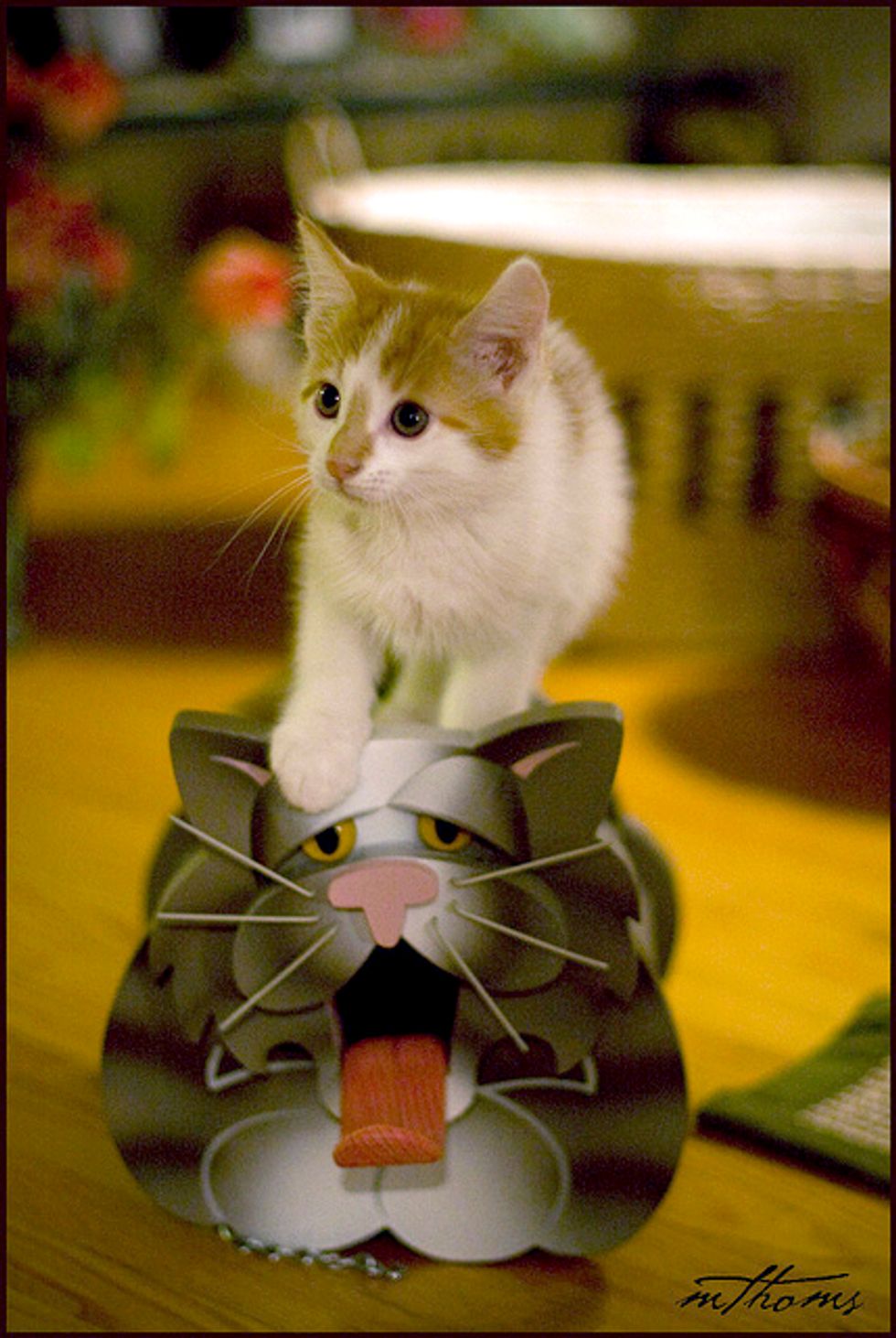 Dexter the Energetic Kitten and His Brother - Love Meow