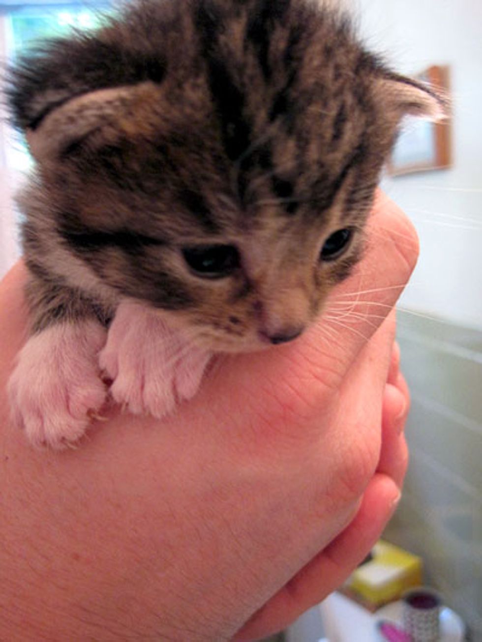 Story of a Rescue Kitty Family - Love Meow