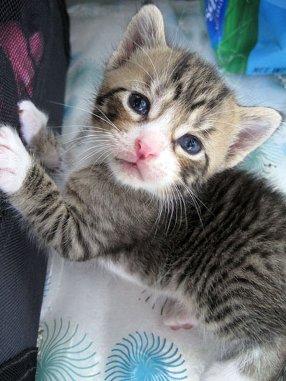 Story of a Rescue Kitty Family - Love Meow