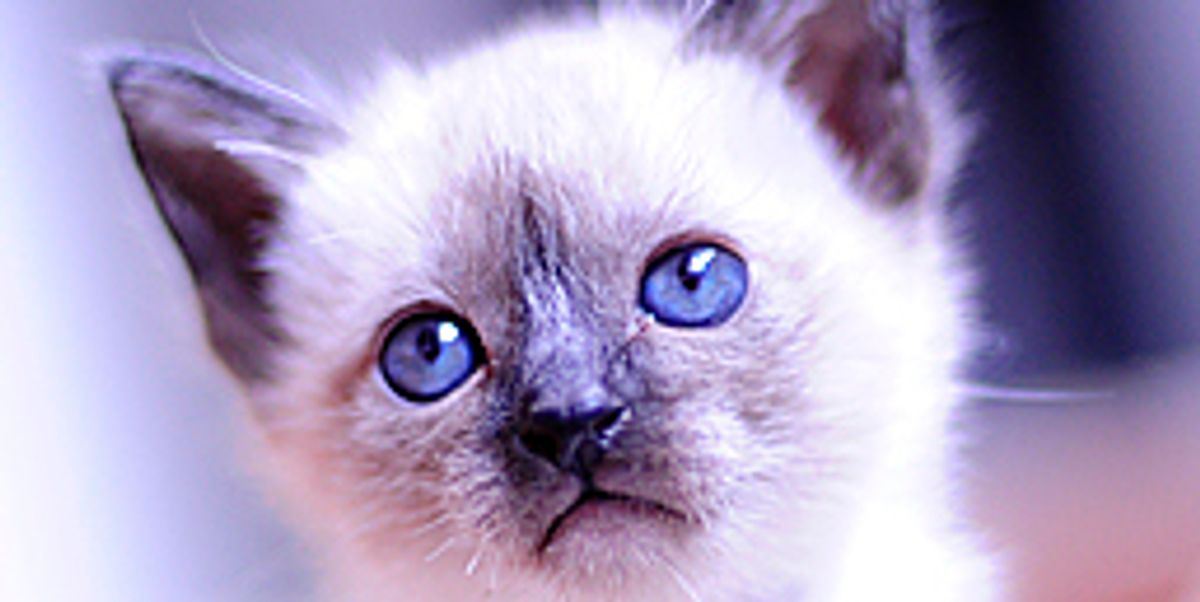 Story of a Siamese Kitty, Li - Love Meow