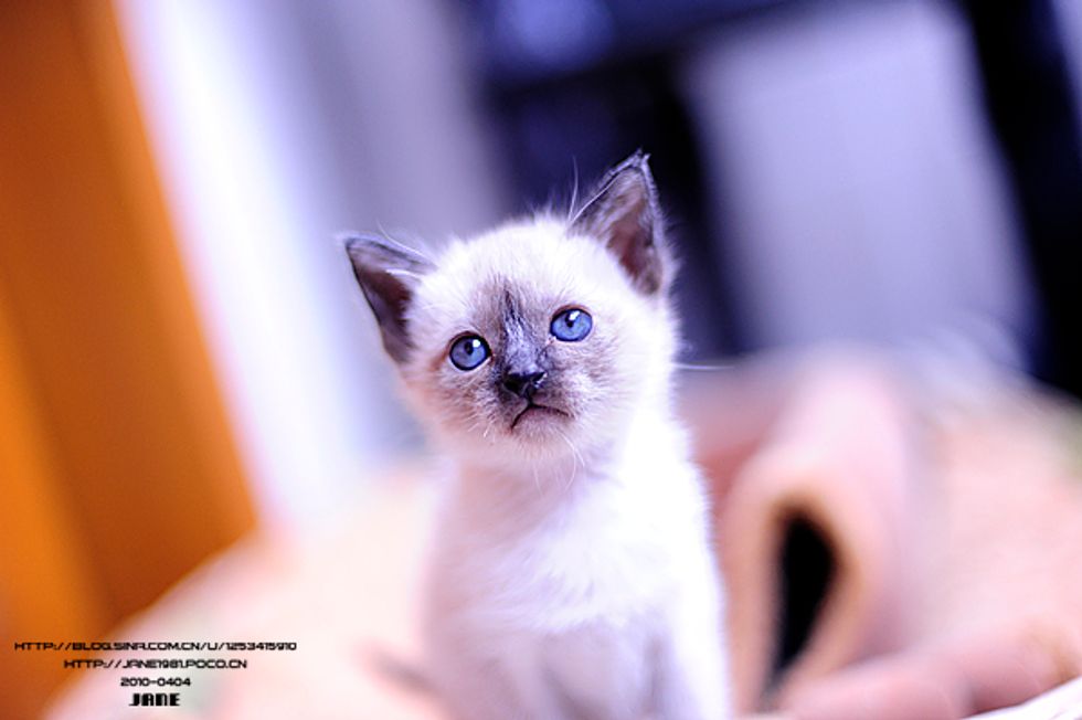 Story of a Siamese Kitty, Li - Love Meow