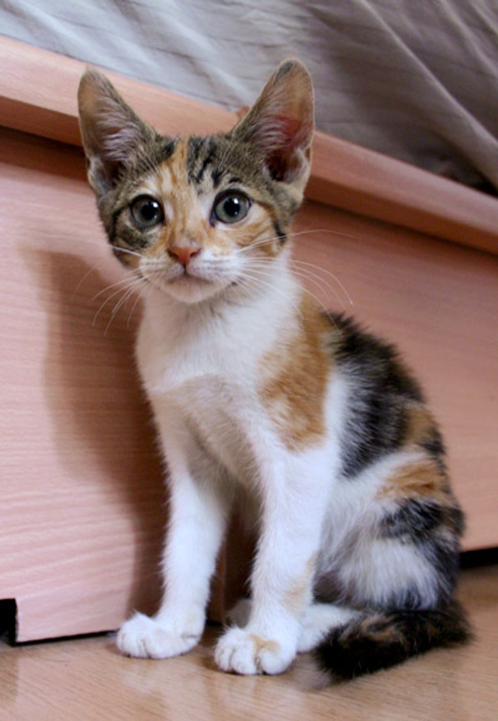 Mini the Calico Kitten Found in the Rain - Love Meow