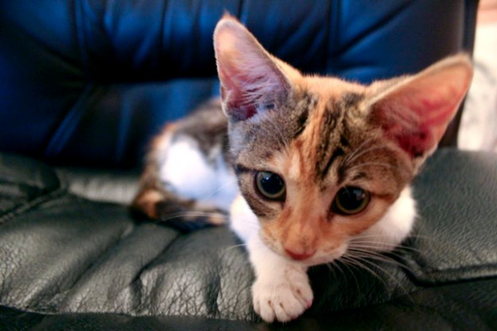 Mini the Calico Kitten Found in the Rain - Love Meow