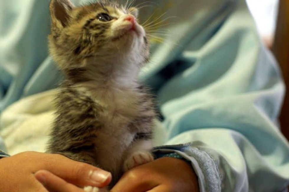 Nora the Homeless Kitten Found New Home - Love Meow