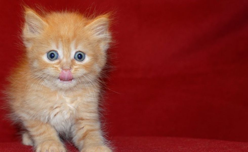 Expressive Ginger Kittens - Love Meow