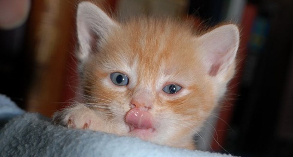 Expressive Ginger Kittens - Love Meow