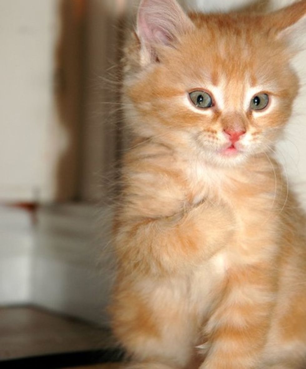 Expressive Ginger Kittens - Love Meow