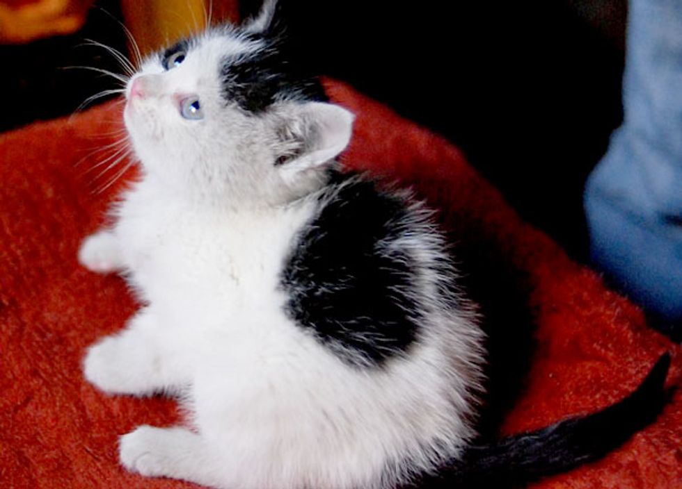 The Fuzzy Cow Kitty - Love Meow