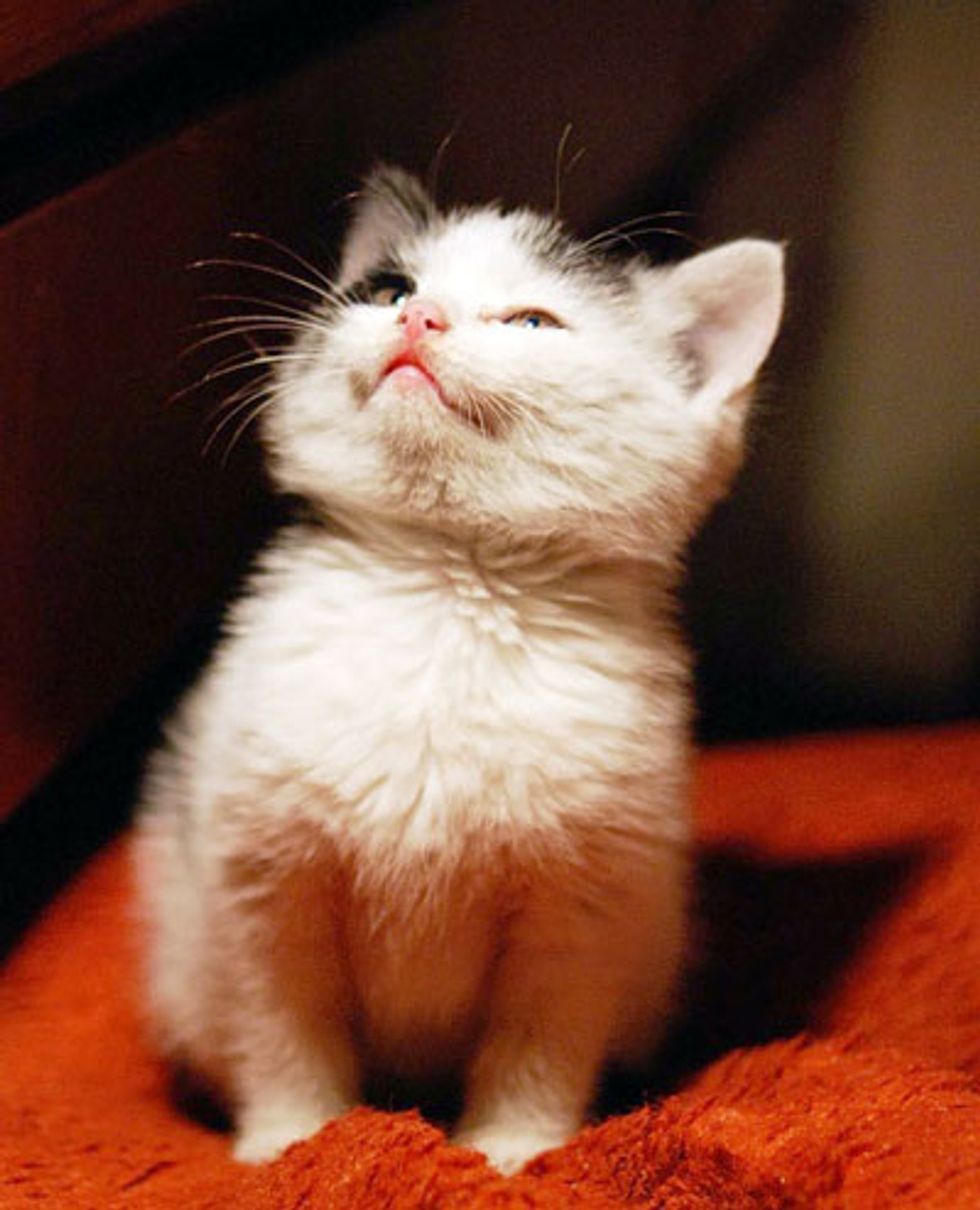 The Fuzzy Cow Kitty - Love Meow