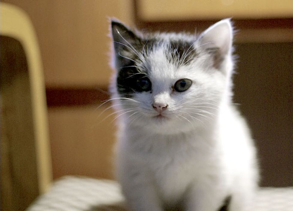 The Fuzzy Cow Kitty - Love Meow