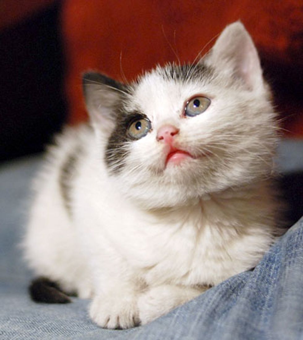 The Fuzzy Cow Kitty - Love Meow