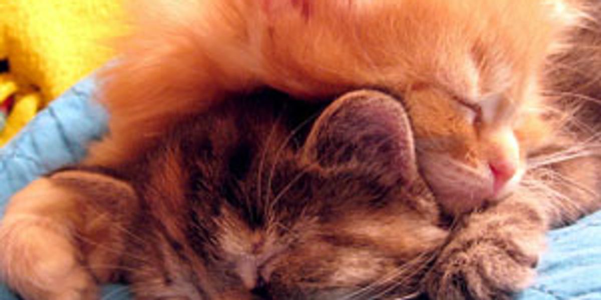 The Cuddly and Snuggly Ginger Kitten - Love Meow