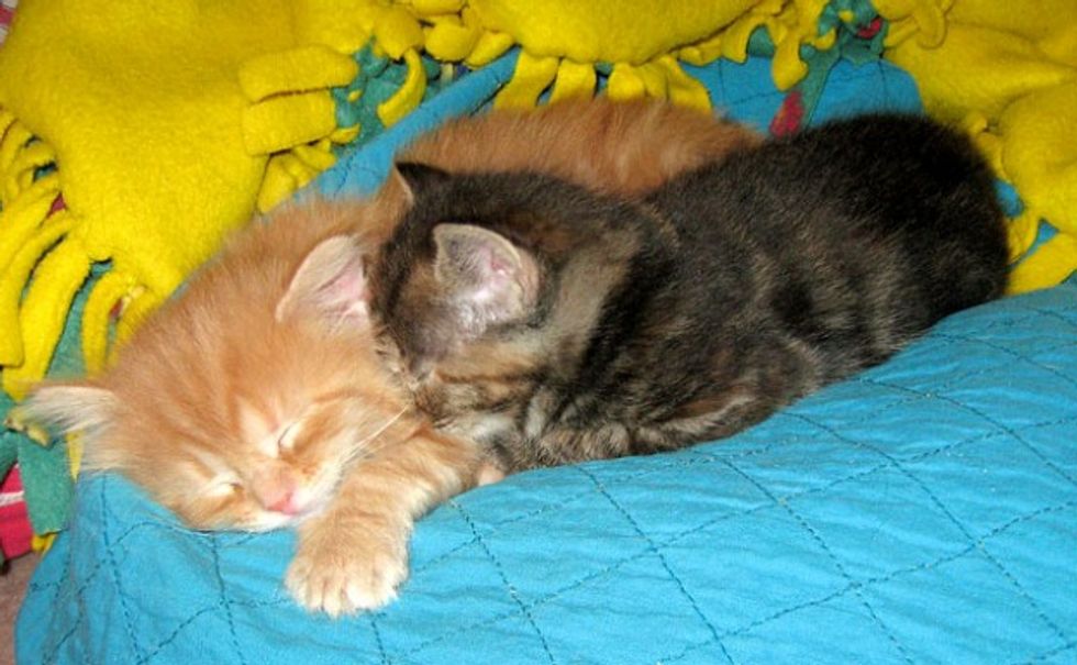 The Cuddly and Snuggly Ginger Kitten - Love Meow